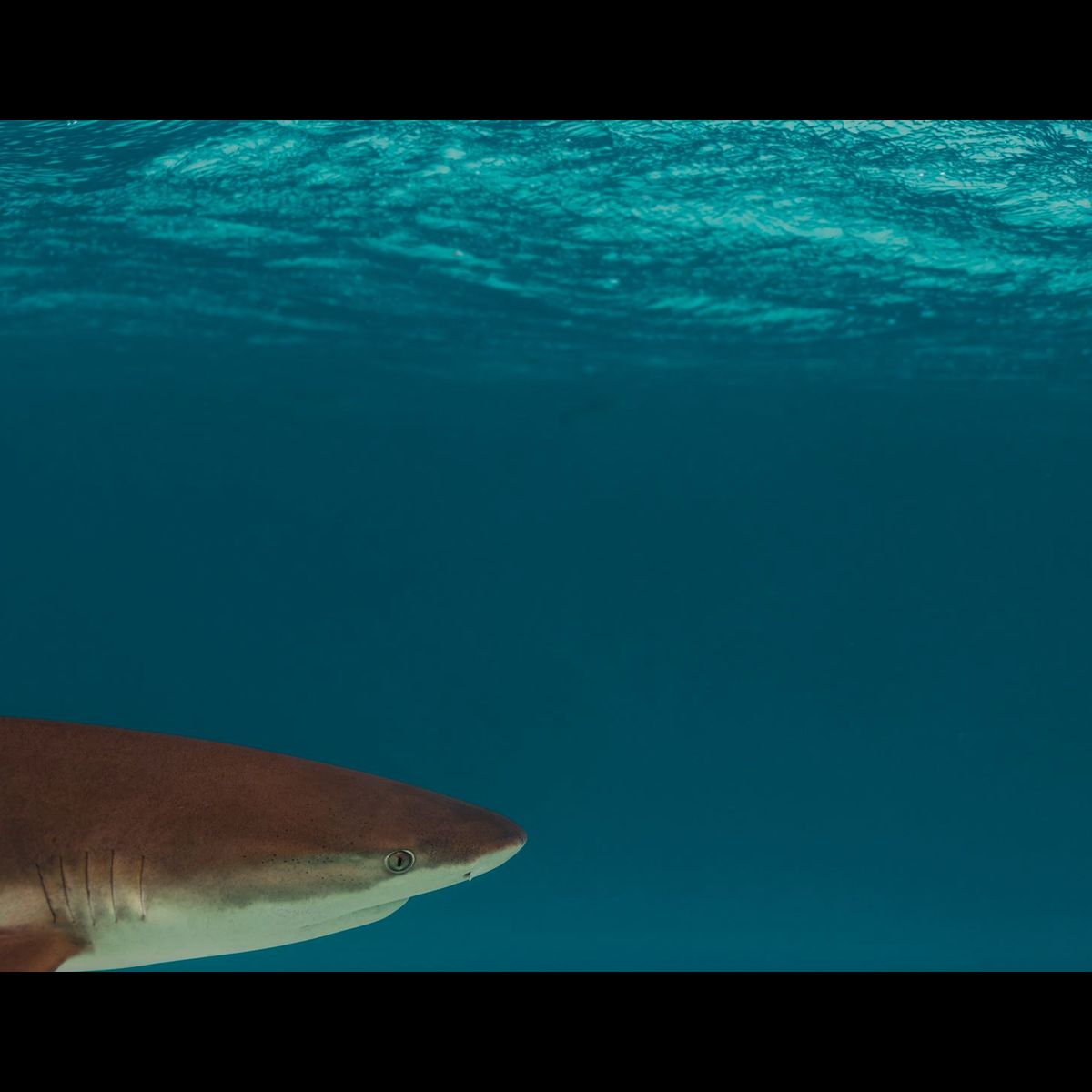 Nā Iʻa Kupua o ka Moana